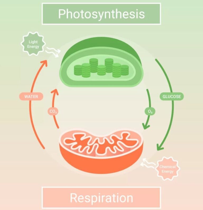 Cellular Respiration and Energy Conversion Mechanisms – Wr1ter
